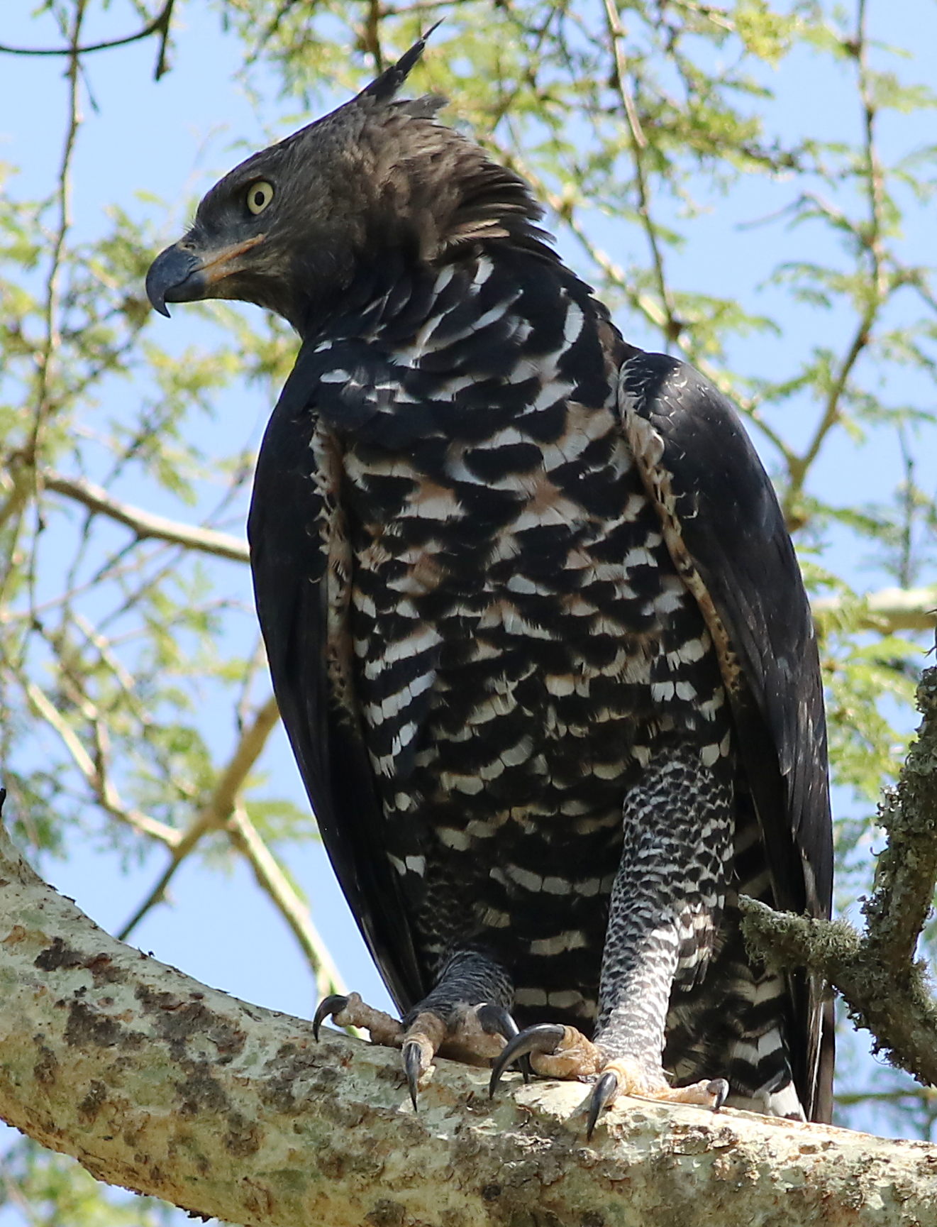 Crowned eagle (African crowned eagle, crowned hawk-eagle) Stepha « aviott